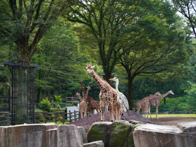 The 15 Best Zoos in the World in 2023