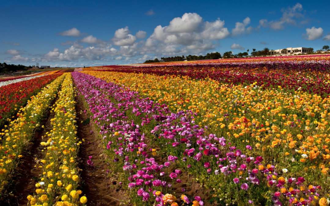 📅 The Best Time to Visit the Carlsbad Flower Fields in 2026
