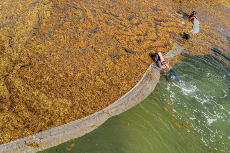 The 2026 Guide to the Cancun Seaweed Season