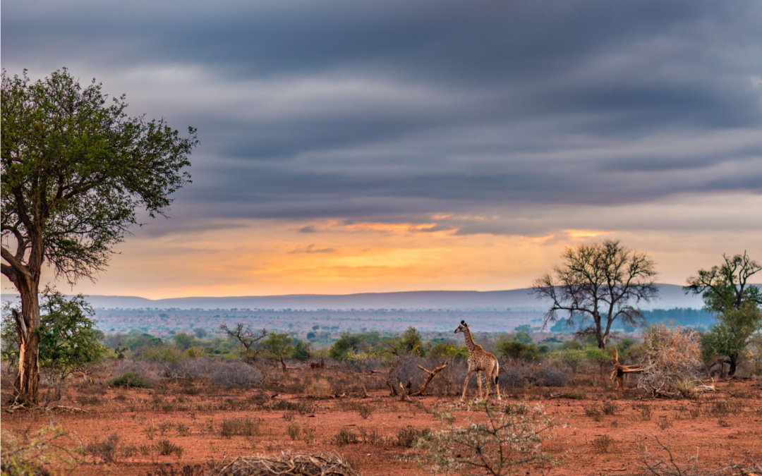 Is Kruger National Park Safe To Visit In 2025 Safety Tips