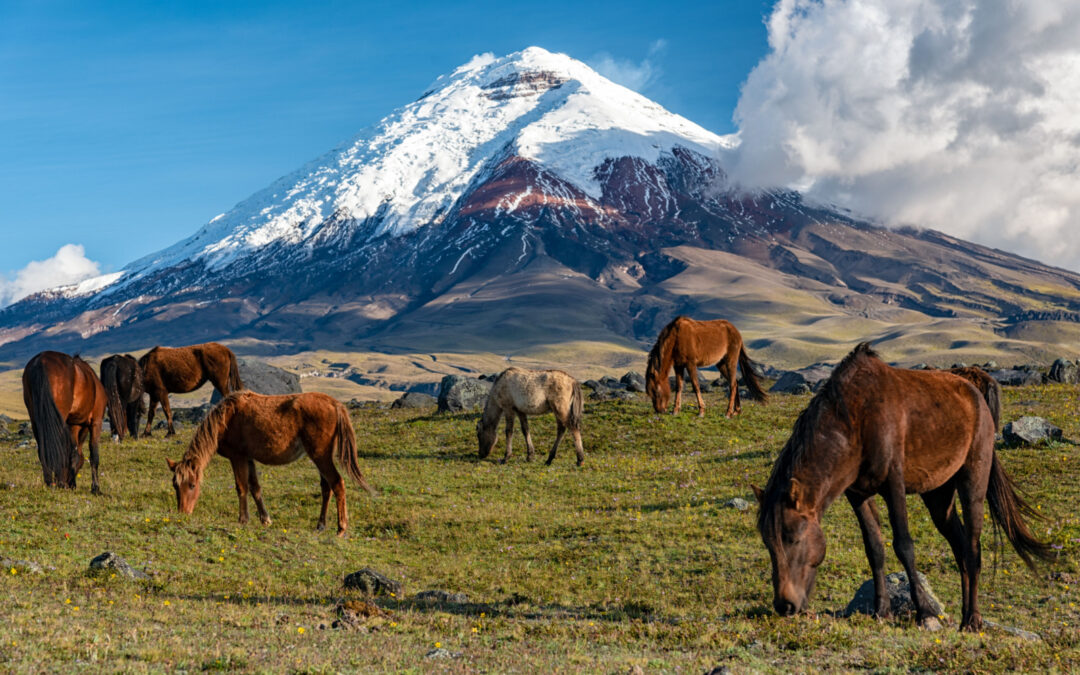 25 Fun and Interesting Facts About Ecuador for 2025