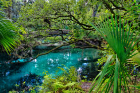 25 Fun and Interesting Facts About Florida for 2026