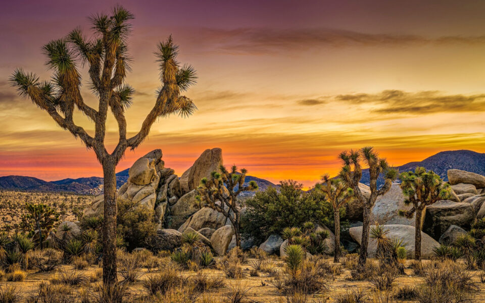 📅 The Best & Worst Time to Visit Joshua Tree in 2024